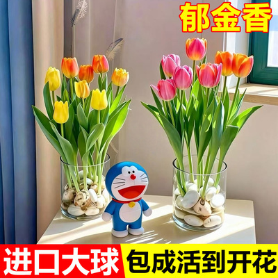 郁金香种球水培花卉土培植物