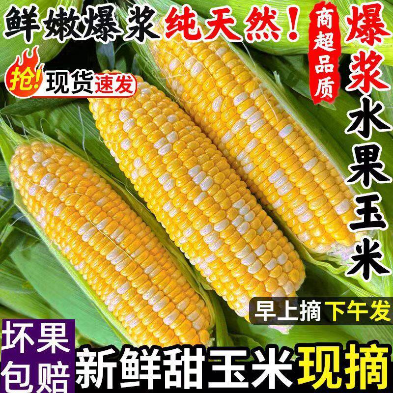 非转基因现摘高山水果甜玉米新鲜超甜可生吃当季