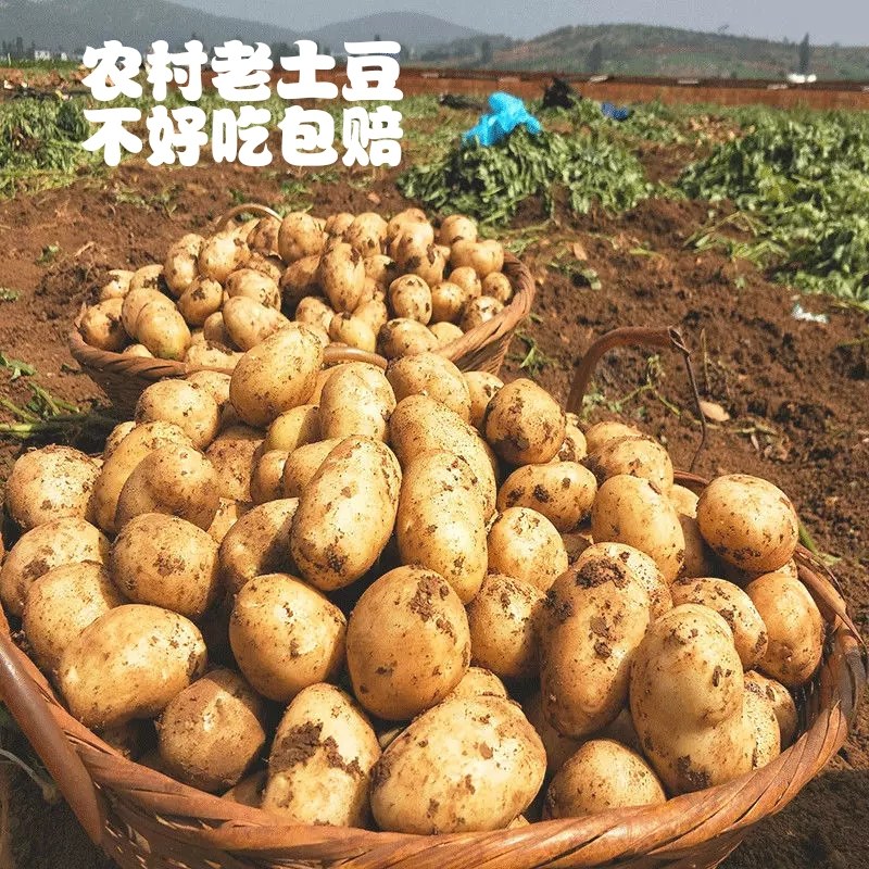 【江浙沪隔日到】农家自种黄心土豆马铃薯洋芋新鲜现挖非转基因