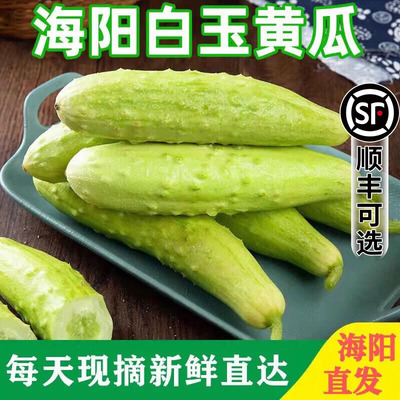山东海阳奶油白玉小黄瓜新鲜现摘现发即食水果青瓜清脆无刺黄瓜