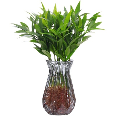 水培驱蚊竹柏水养植物室内客厅桌面绿植盆栽花卉四季常青