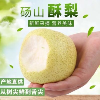 安徽砀山梨原产地直发果园