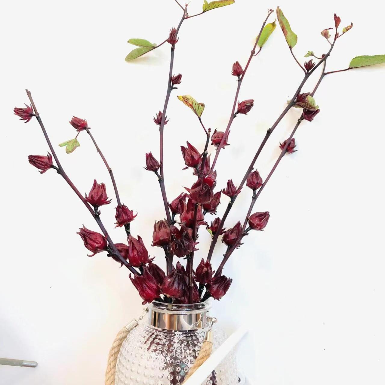 【空运包邮】红宝石鲜花洛神花玫瑰茄可做干花干花可食用鲜花