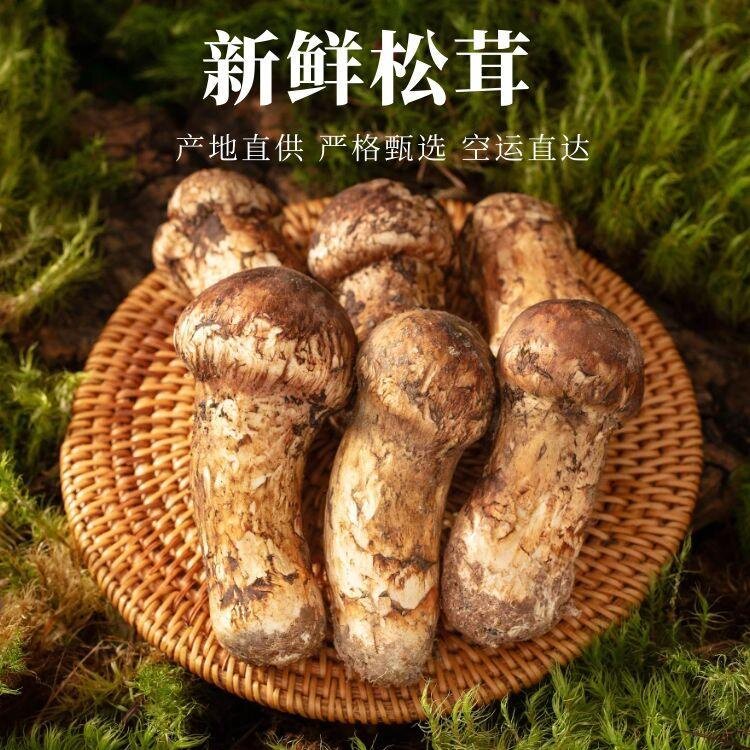 新鲜松茸雅江野生鲜松茸未开伞精品松茸菌菇现挖菌子空运礼盒长辈