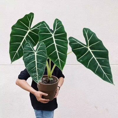 绿天鹅绒园艺家室内绿植