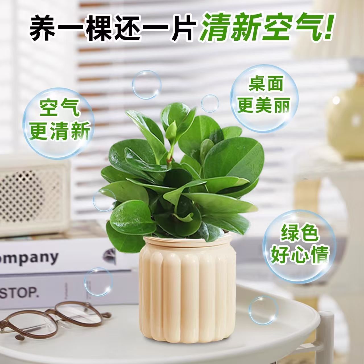 圆叶吸毒王碧玉公主豆瓣绿花摆件植物桌面四季常青花净化空气