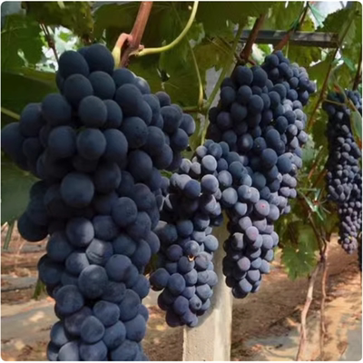 早熟葡萄新品种极甜66苗6