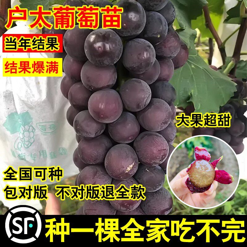 嫁接户太8号葡萄树苖南北方庭院种植爬藤沪太八号葡萄苗盆栽地栽