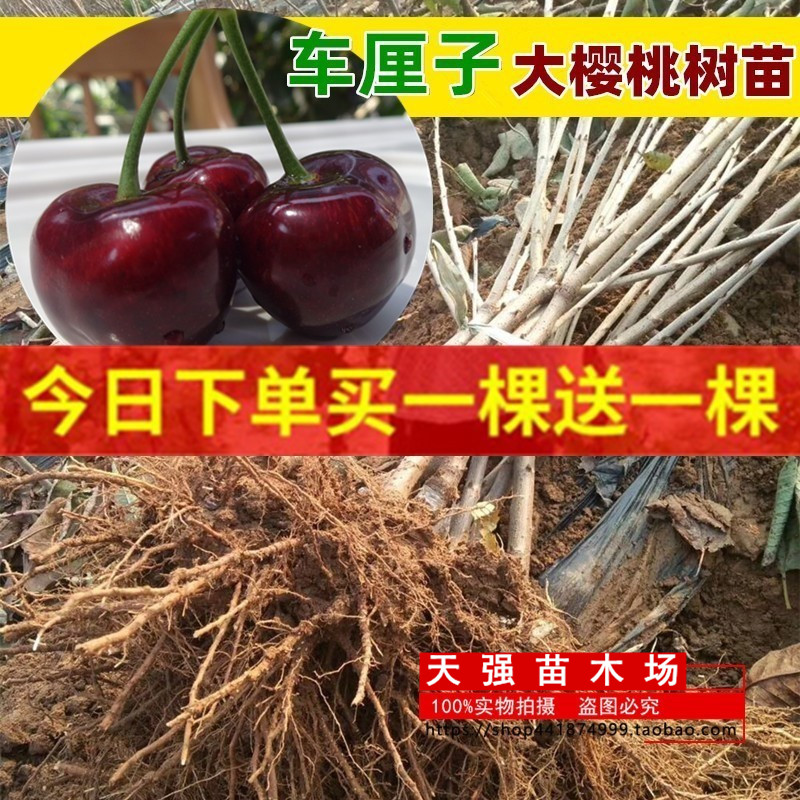 车厘子树苗大樱桃树苖盆栽地栽特大庭院果树南方北方种植樱桃苗树
