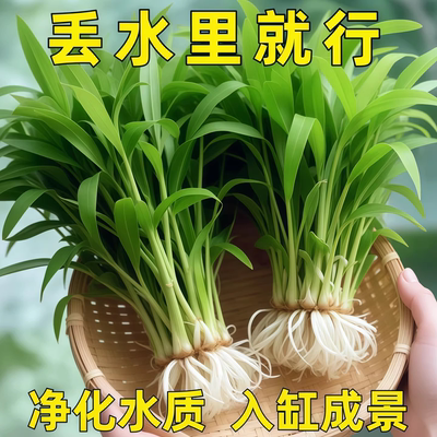 新手懒人养鱼南美青竹水草植物真草鱼缸水草造景鱼草缸活净水后景