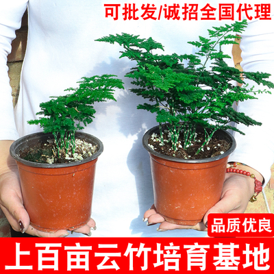 唐山矮生云竹文竹云松竹办公室内好养绿植桌面小盆栽包邮