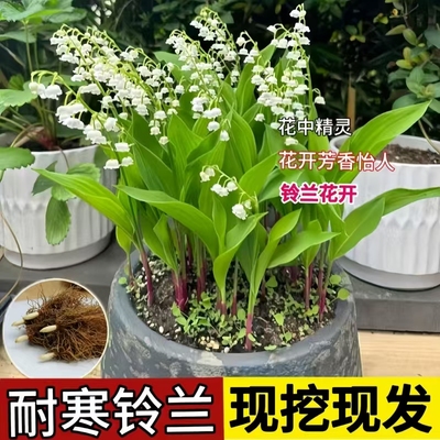 铃兰花苗带芽根盆栽植物种