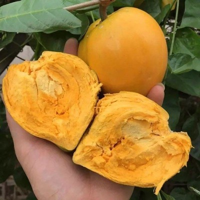 蛋黄果苗 树嫁接 蛋黄果树苗庭院盆栽鸡蛋果树苗直销南北当年结果