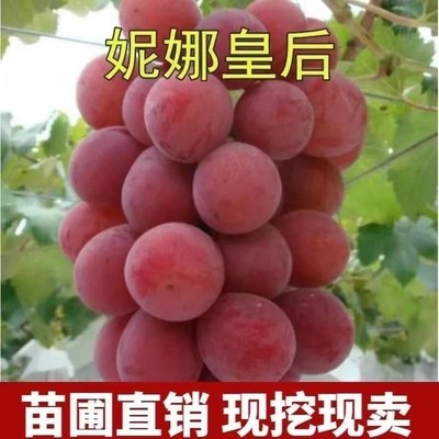 妮娜皇后葡萄树苗大苗果树果苗爬藤南方种植葡萄树苖当年结果苗
