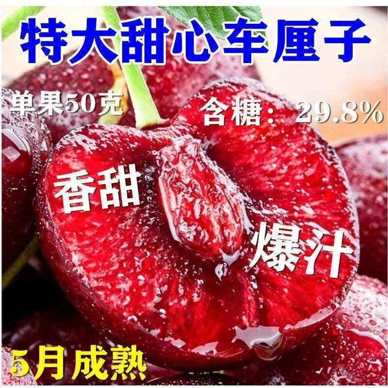 樱桃树苗特大车厘子嫁接苗耐寒耐旱盆栽地栽南北方种植当年结大果