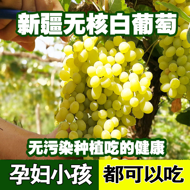 新疆无核提子葡萄树大苗果树果苗爬藤南方种植葡萄树苖当年结果苗