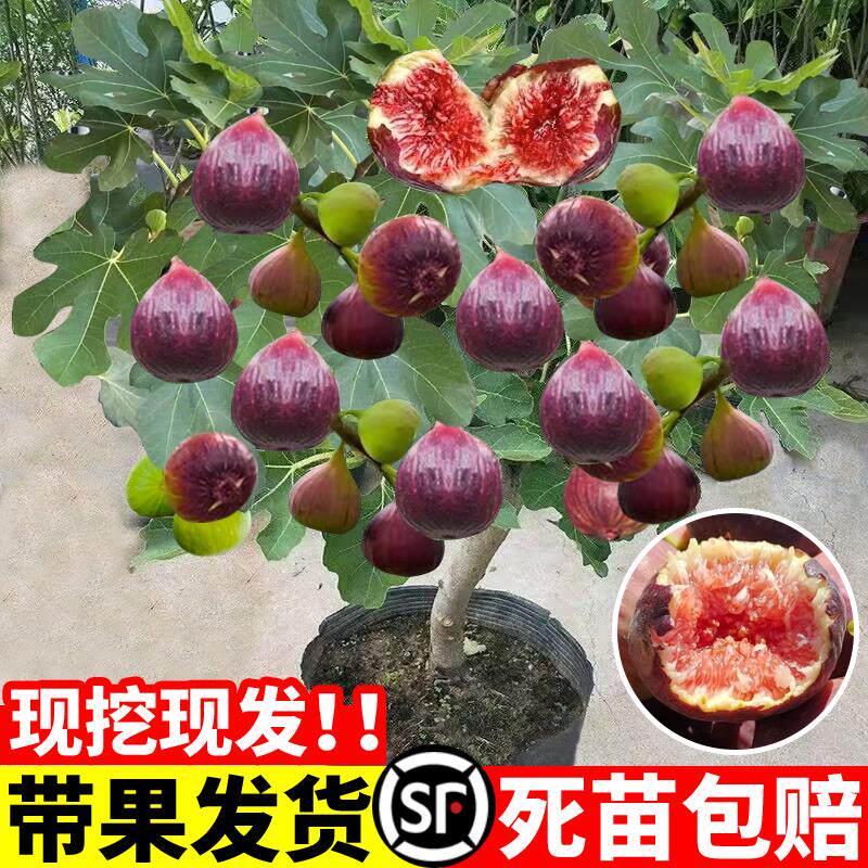 无花果树果苗带果矮化盆栽特大果波姬红金傲芬斯特拉无花果苗树苗