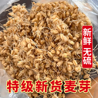 生麦芽炒麦芽谷芽中药材泡水麦芽山楂茶新货自然晒干精选特级麦芽