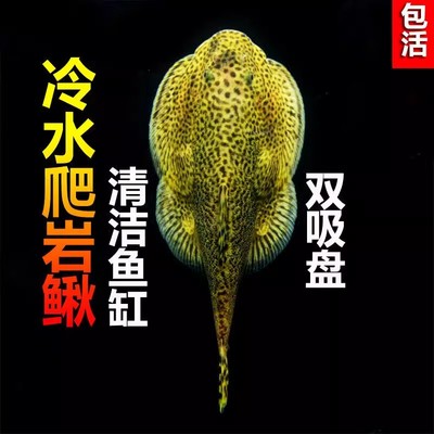 冷水清道夫贵州爬岩鳅双吸盘除藻清理鱼缸残渣清洁鱼不加温琵琶鱼