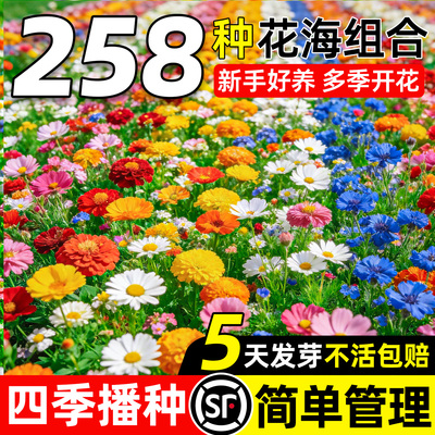 野花组合波斯菊格桑花太阳花种子