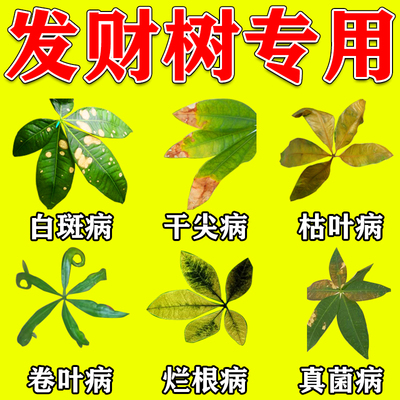 发财树黄叶枯叶烂根抑菌剂叶子发黄斑白斑枯水营养液肥料专用肥液