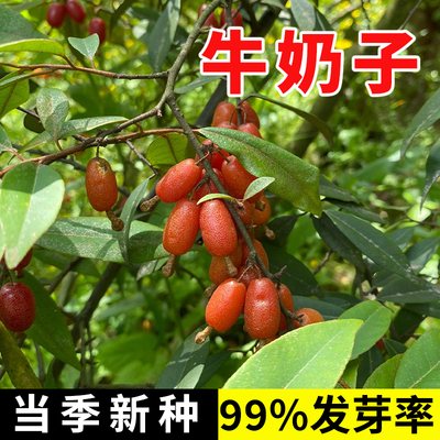 牛奶子种子甜枣种子小叶胡颓子
