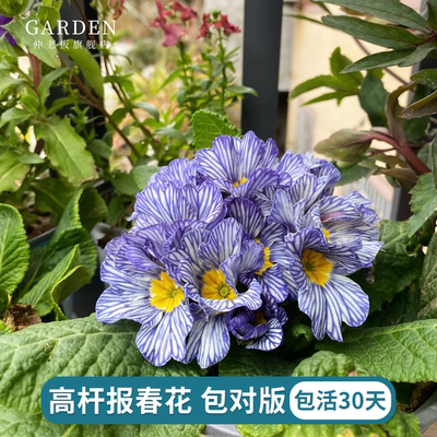 高杆报春花盆栽阳台庭院耐寒好养