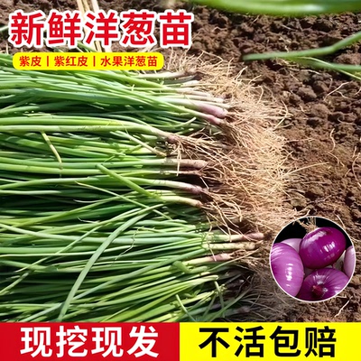 洋葱秧苗紫皮洋葱苗红水果洋葱苗