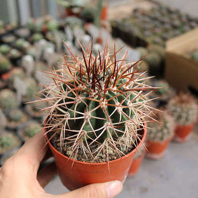 彩云实生云系仙人球稀有强刺狂刺出云开花美观好养仙人掌多肉盆栽