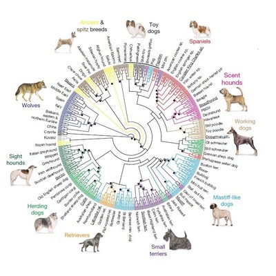 进化树/基因家族分析/作树/系统发育树/发生树/phylogenetic tree