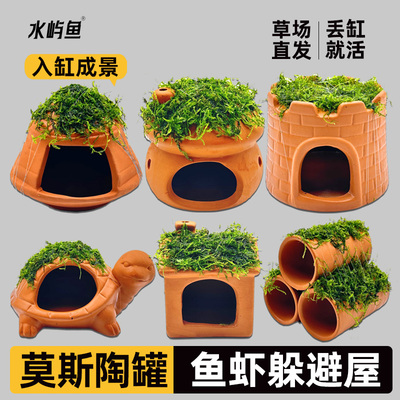 水屿鱼莫斯陶罐水草造景真植物
