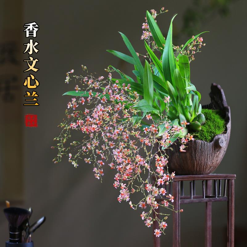文心兰盆栽梦香兰微型观花小盆景迷你创意兰花室内植物客厅窗台