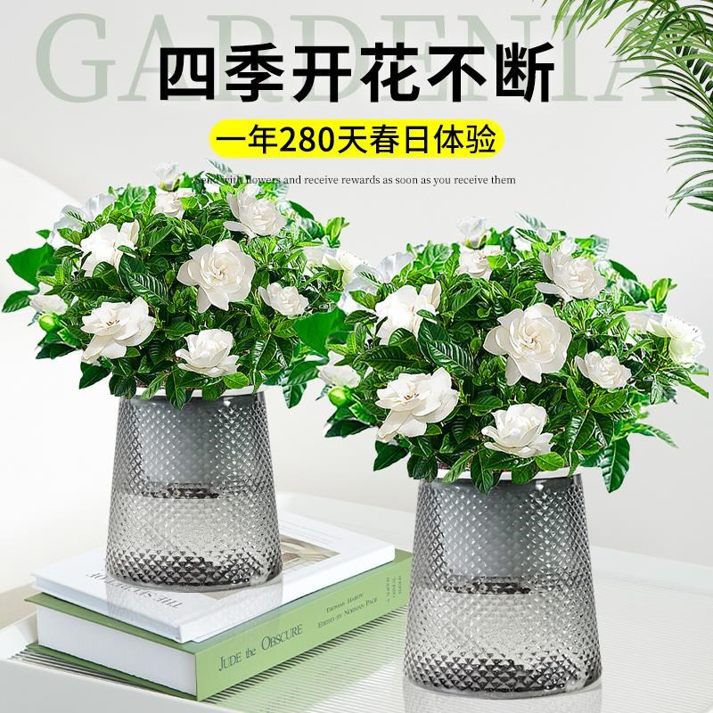 水培植物栀子花盆栽四季开花带花苞室内好养茉莉花卉九里香绿植物