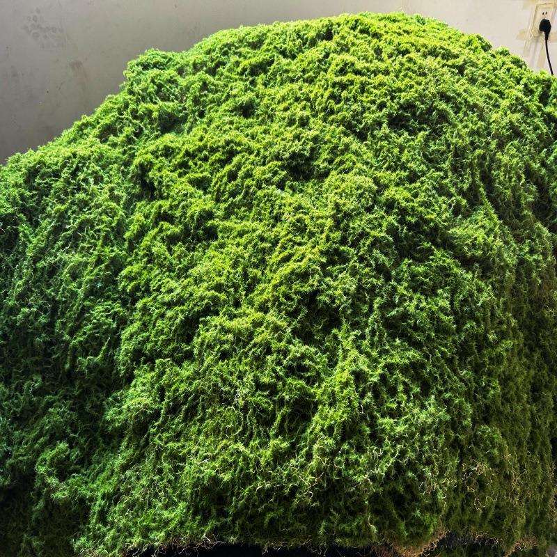 仿物真干苔藓青苔羊毛藓不掉TUK色水陆缸雨淋缸植墙假水苔山石头