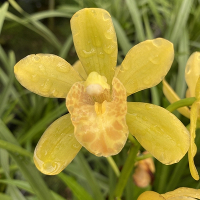 蕙兰黄贵妃客厅上档次花