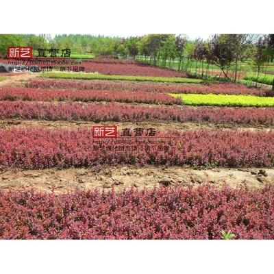 绿化苗花坛灌木篱笆树苗红叶小檗苗红叶小波紫叶小檗苗红叶树苗
