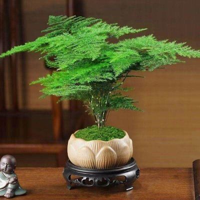 文竹盆栽植物室内花卉盆景客厅公室桌面小绿植好养云竹四季常青