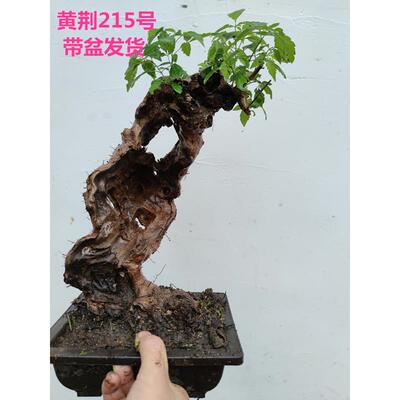 黄荆小型迷你盆景老桩舍利荆条树桩映山红黄栌红花熟桩带盆栽好