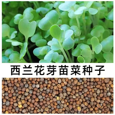 优质西兰花芽苗种子青花椰菜芽苗梅森瓶种植水培芽苗菜西蓝花种孑