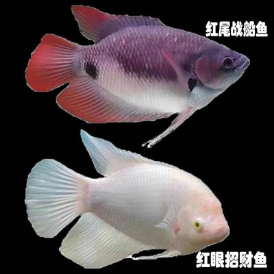 招财鱼鱼苗热带观赏鱼战船红眼镇宅大招财鱼古代战船鱼淡水鱼活体