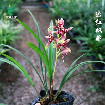 翁源兰花四季兰逸虹双骄【小国魂】建兰铭品开花浓香好养绿植花卉