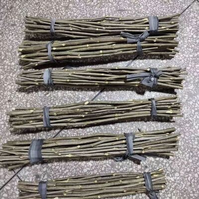 桑枝拍打棒农家野生新鲜桑树枝桑木棒全身敲击放松神器肩颈背部原