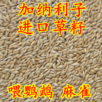 鹦鹉鸟食饲料 加纳利子 白尖粟 金丝雀芙蓉鹦鹉黄雀鸟粮包邮 5斤