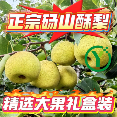 正宗砀山酥梨精选11斤礼盒装包邮
