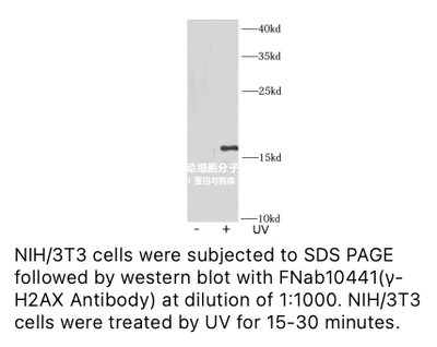 FineTest未标记一抗γ-H2AX antibody,γ-H2AX抗体 适用WB,IHC,IF