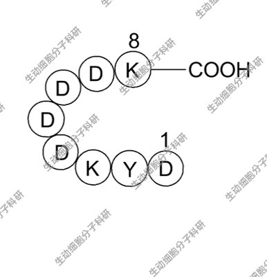 APExBIO  DYKDDDDK tag Peptide，FLAG 标签肽，也即DYKDDDDK肽