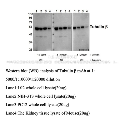 Bioworld β-肌动蛋白多克隆抗体Tubulin β monoclonal antibody