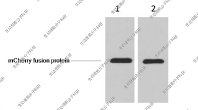 Bioworld标签抗体 mcherry-Tag小鼠mAb/mAb-HRP,Transfected 单抗