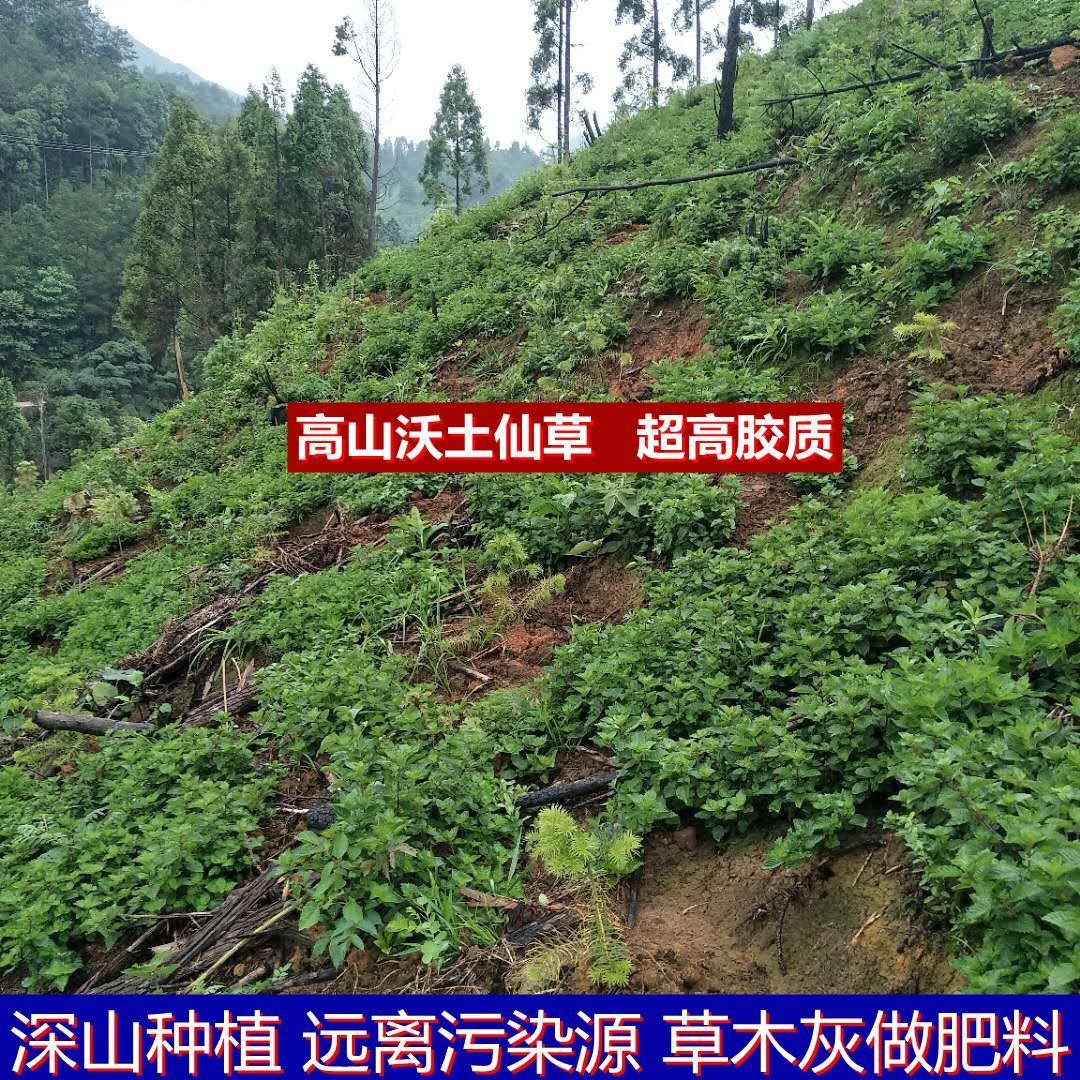 仙草干仙草冻黑凉粉草粿草正宗仙人粄草龟苓膏烧仙草 新鲜草干