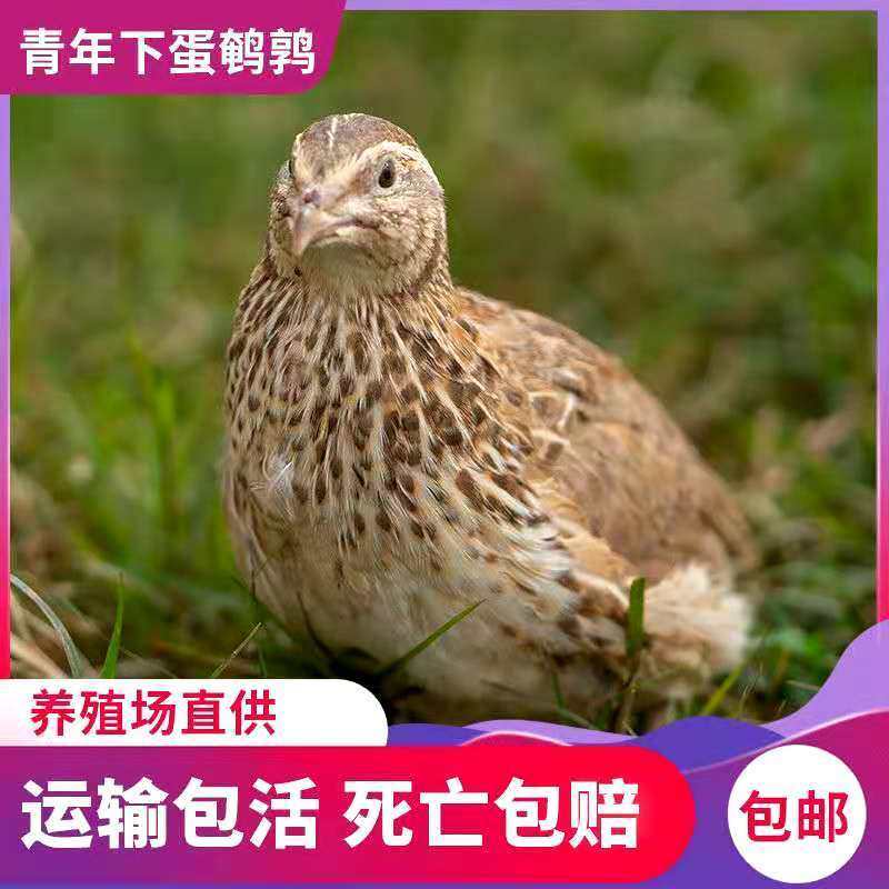 鹌鹑活苗下蛋鸟青年鹌鹑鸟种鸡繁殖宠物鸟鹌鹑活苗阳台养殖鸡包活